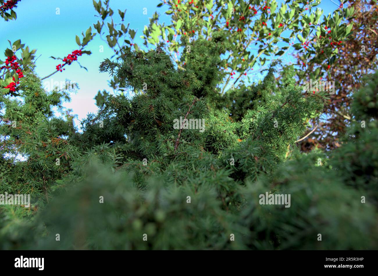 A cluster of trees in a lush and verdant landscape, the foliage ...