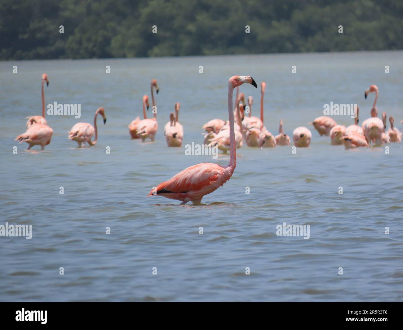 A flock of flamingos pictured in their natural habitat of a tranquil ...