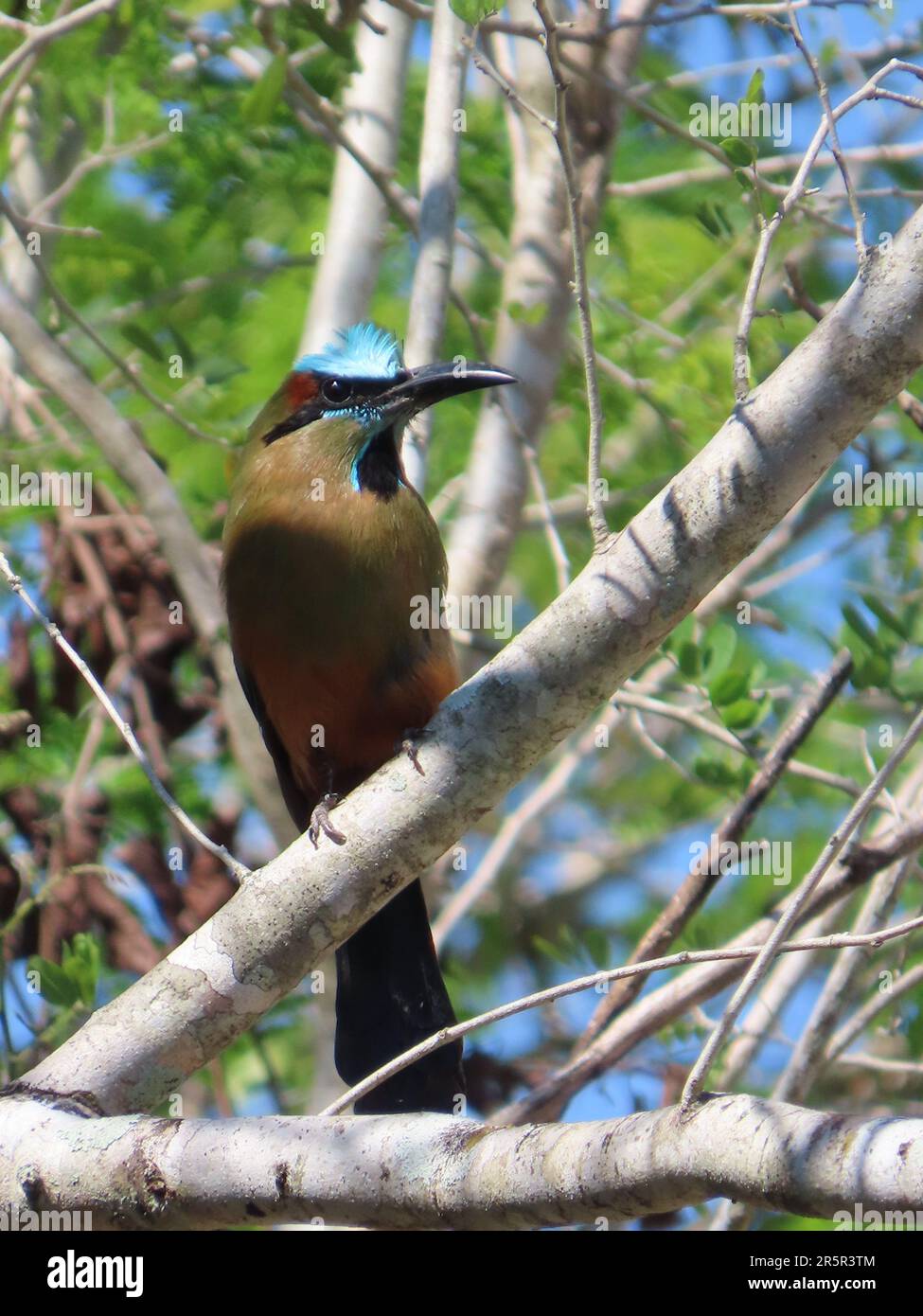 Motmot flight hi-res stock photography and images - Alamy