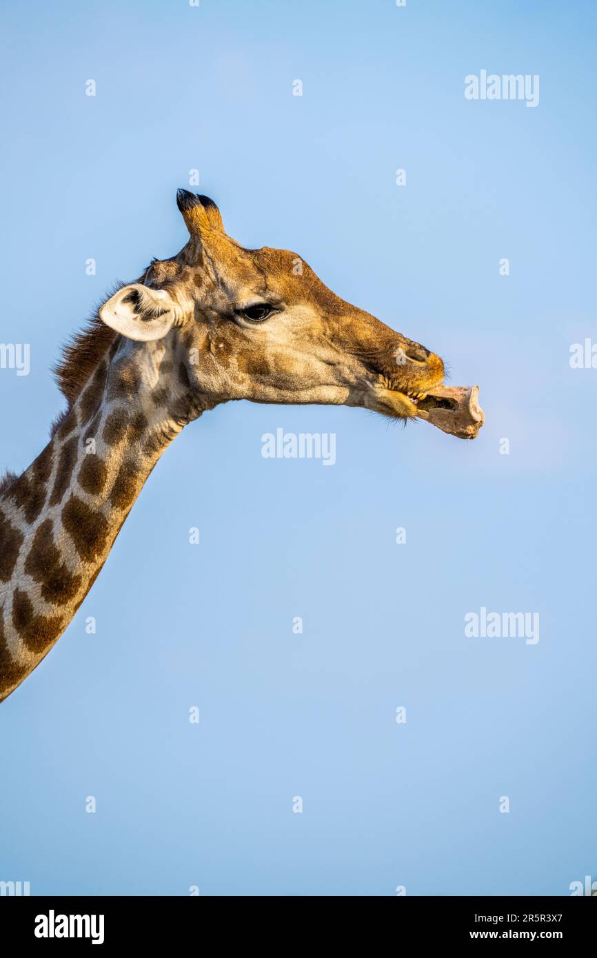 Animal bone hi-res stock photography and images - Alamy