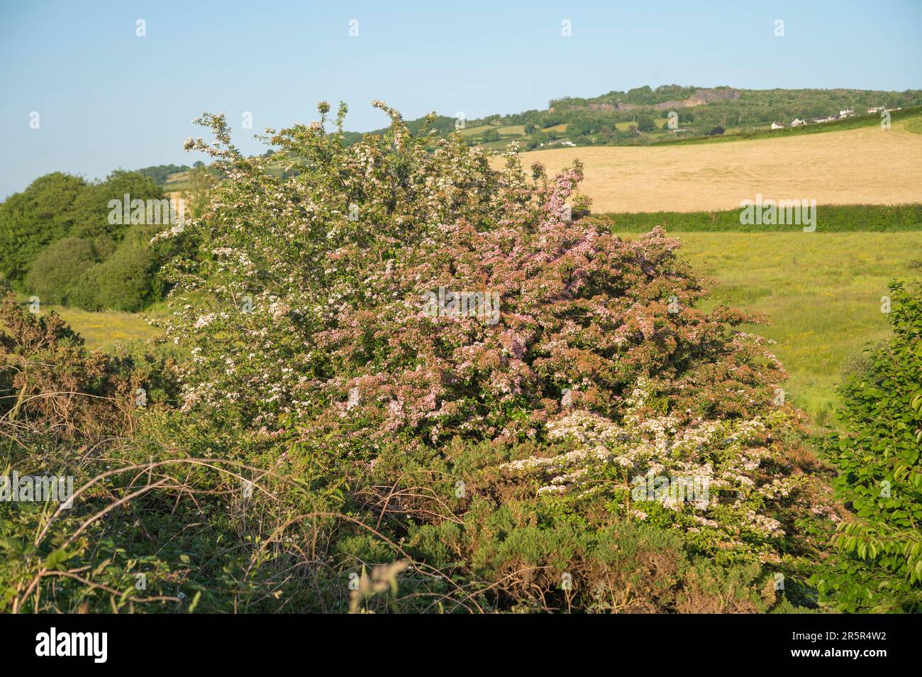 Hawthorn tree in blossom on the 4th June 2023, Carmarthenshire, Wales ...