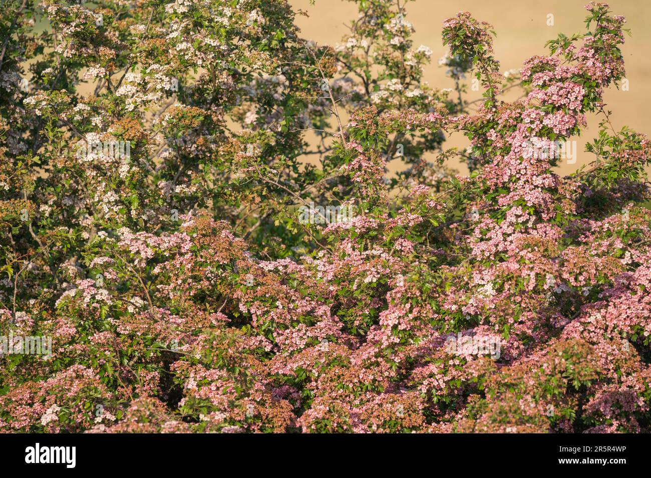 Hawthorn tree in blossom on the 4th June 2023, Carmarthenshire, Wales ...