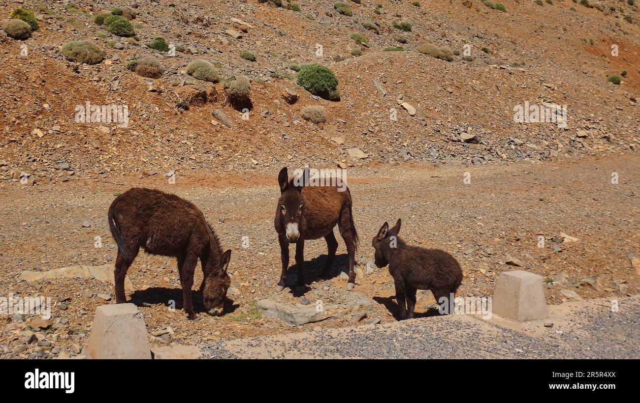 A herd of Donkey standing in the dry and arid region of Morocco on a ...