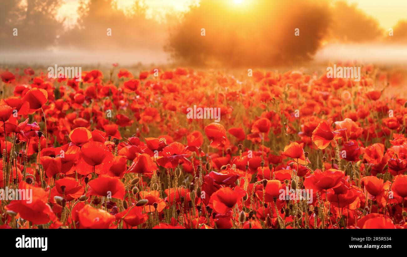 A misty sunrise on a poppy field, Denmark Stock Photo - Alamy