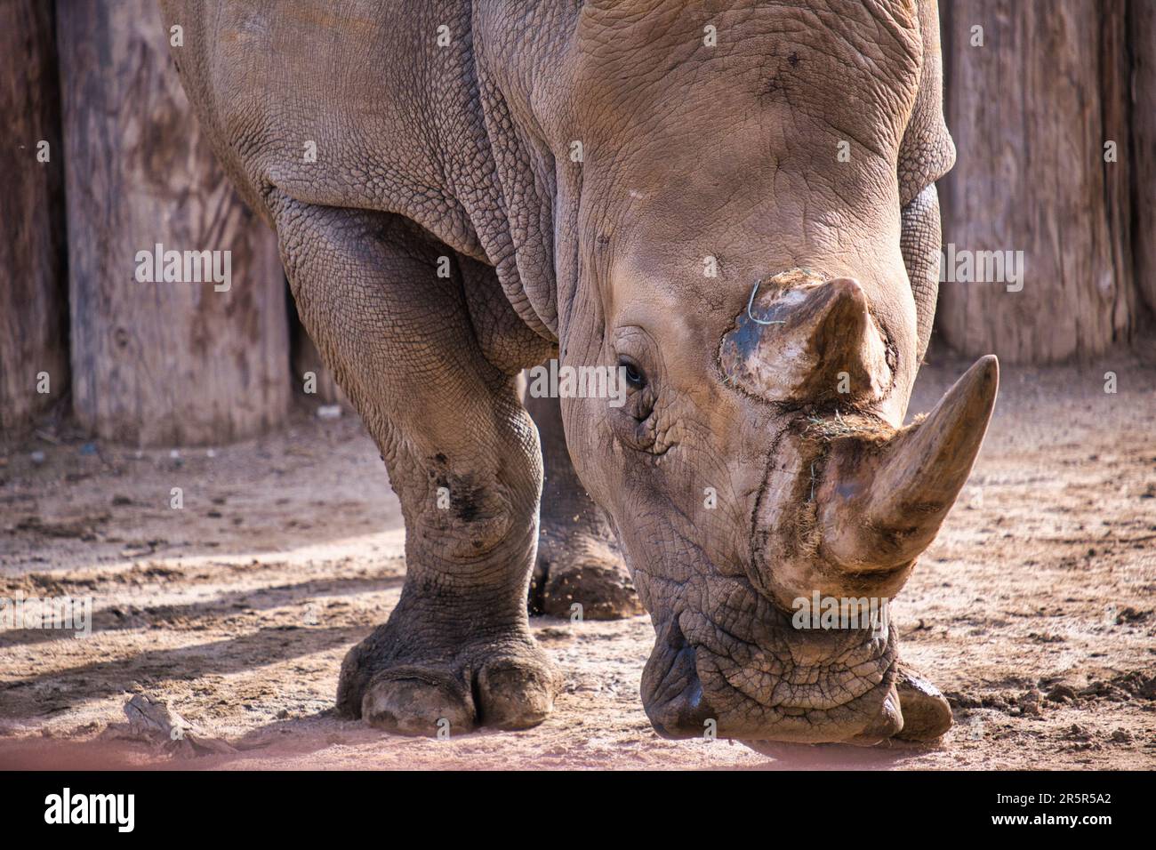 A magnificent African Rhino, standing in a beautiful, natural enclosure ...