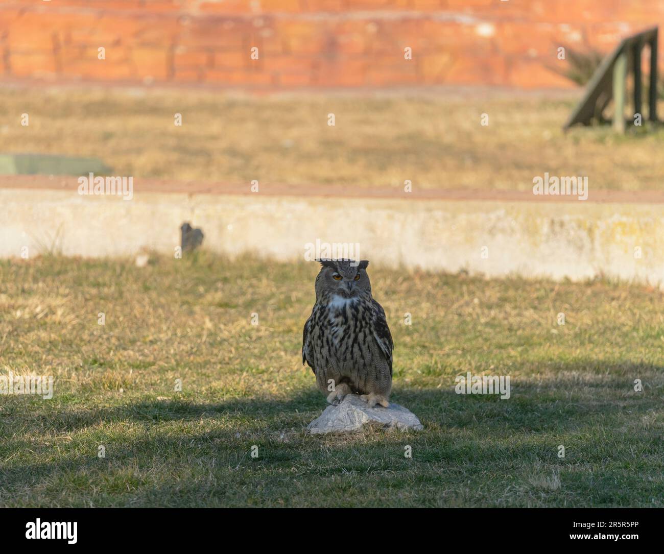 Owl resting on a rock surrounded by grass Stock Photo - Alamy