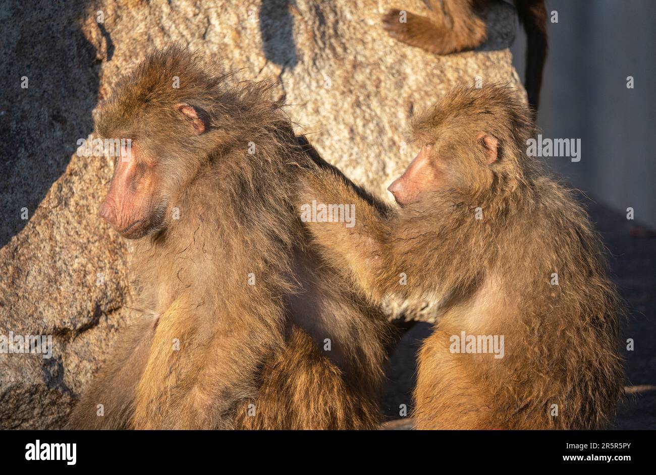 Two baboons from the funny zoo clean their fur and wash themselves ...