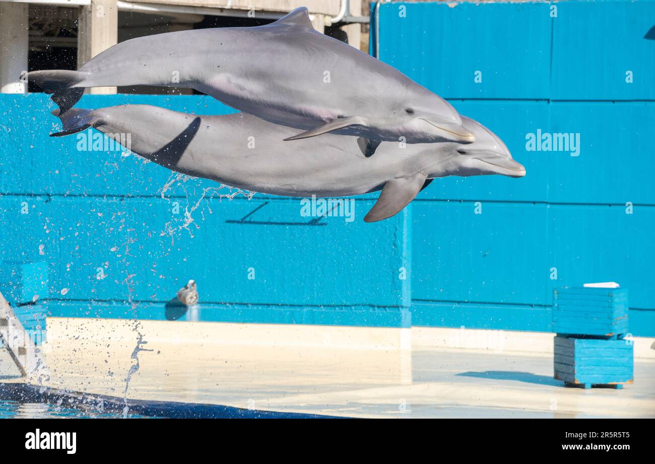Beautiful dolphins jumping and training at the Aquarium Stock Photo - Alamy