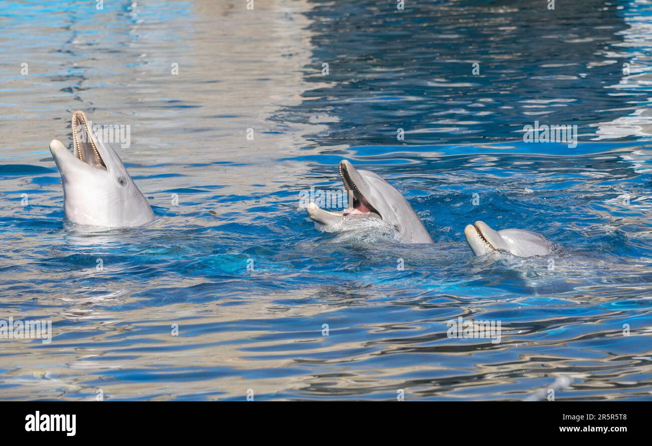 Several young and playful dolphins smiling Stock Photo - Alamy