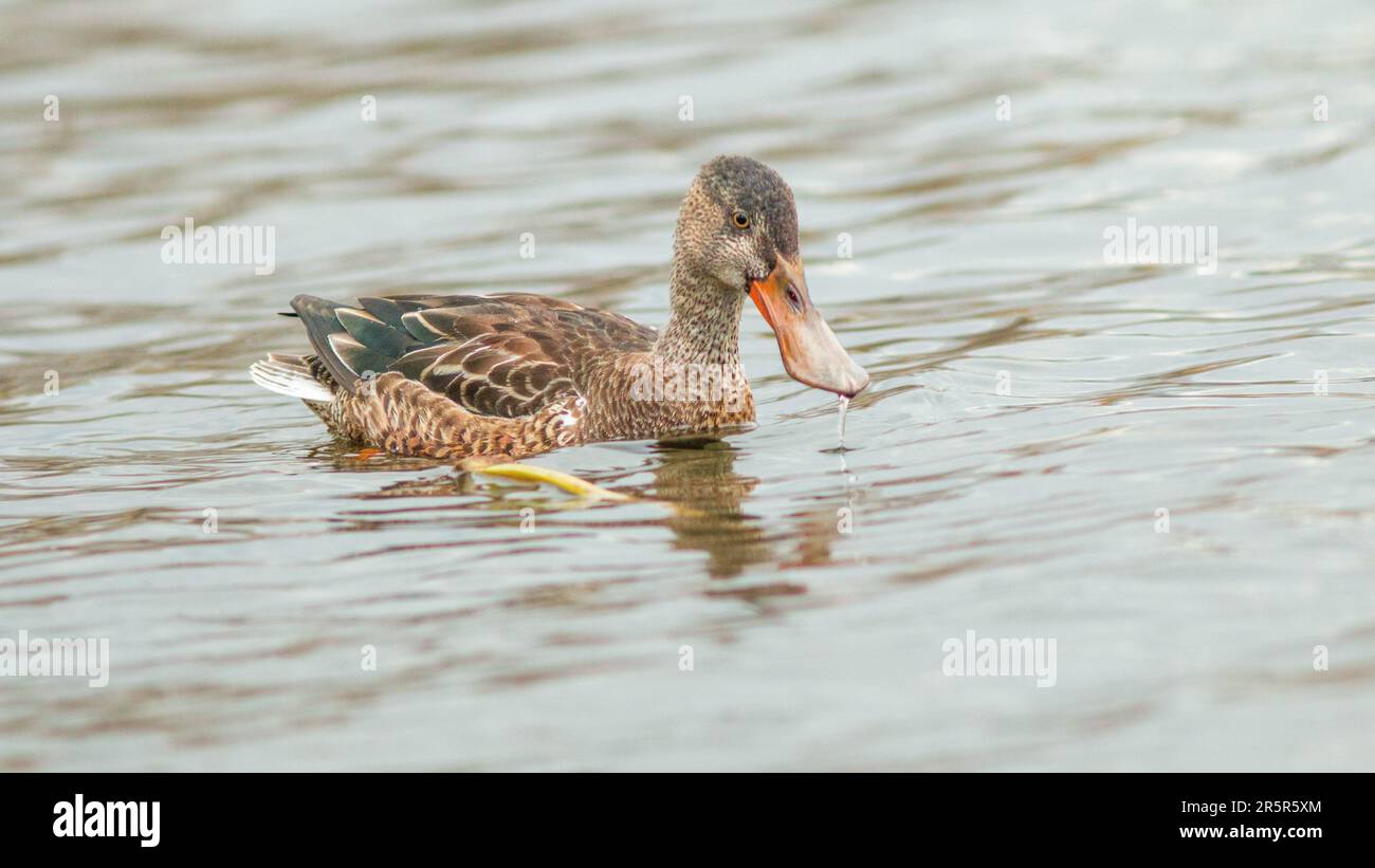 A small brown duck is pictured swimming in a tranquil body of water ...