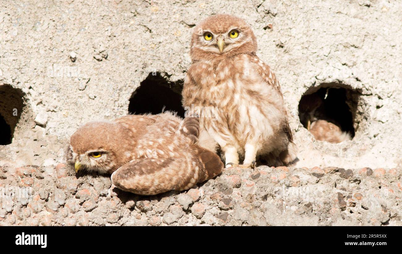 A group of small owls perched upon a rocky surface next to their ...