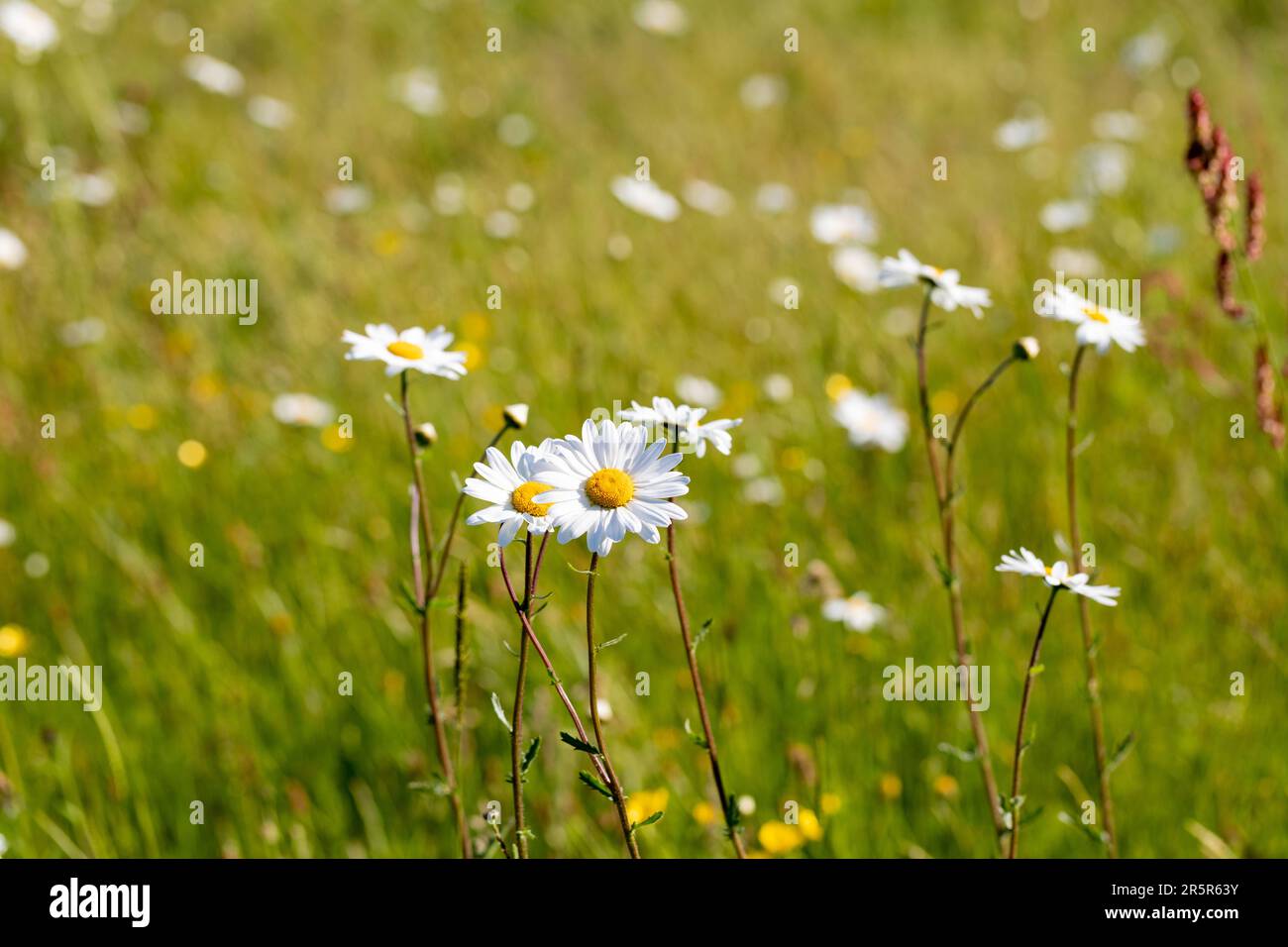 White daisy flowers growing wild Stock Photo - Alamy