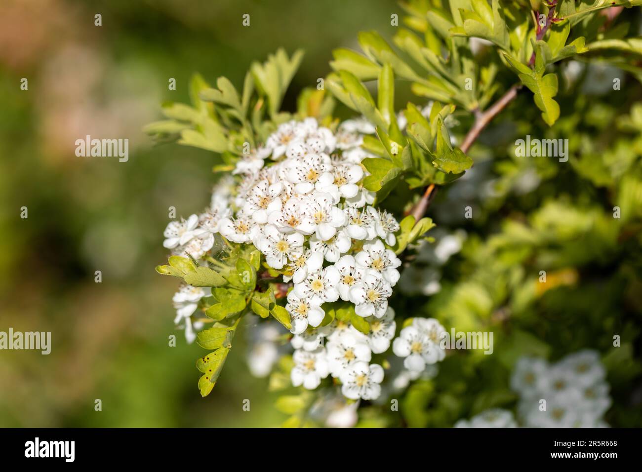 English Hawthorn blossoms, Crataegus monogyna in late spring Stock ...