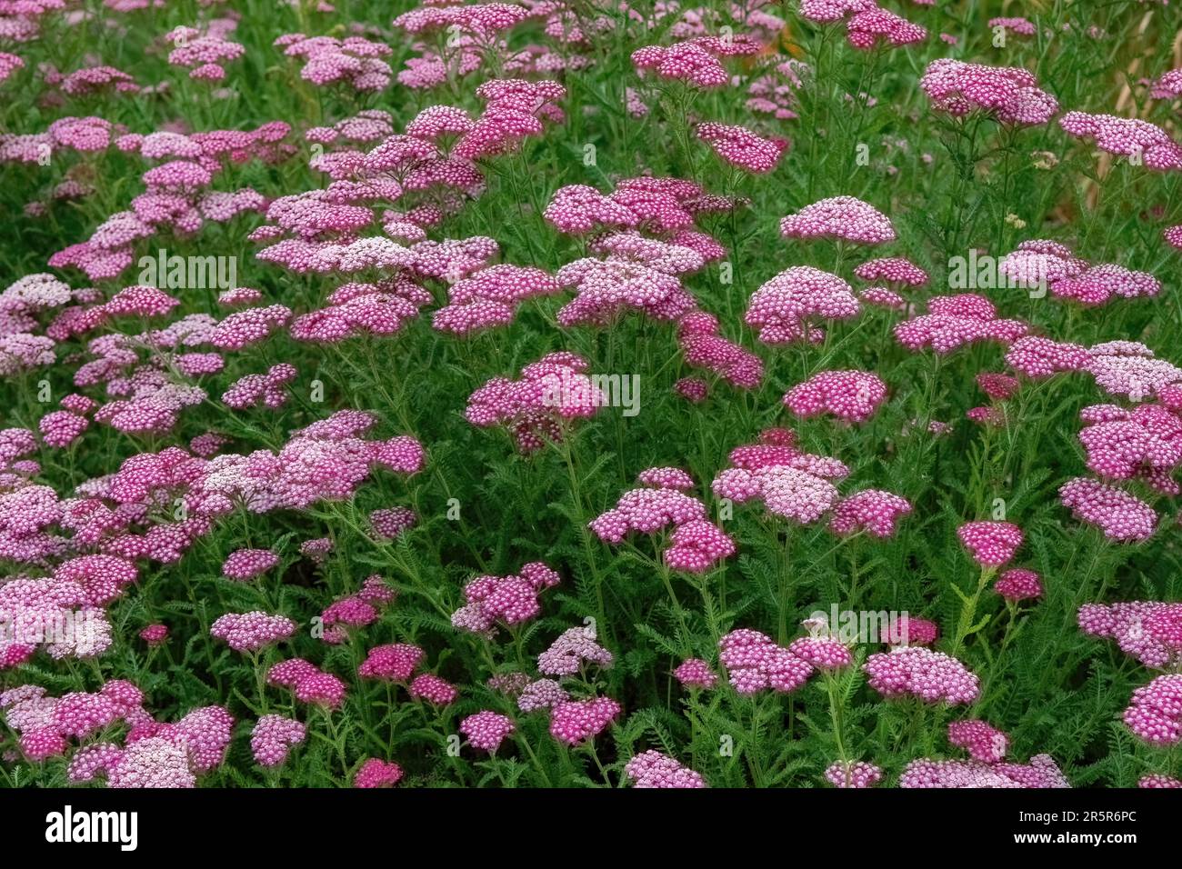 Flowerbed of pretty pink achillea, also called yarrow on a summer day ...