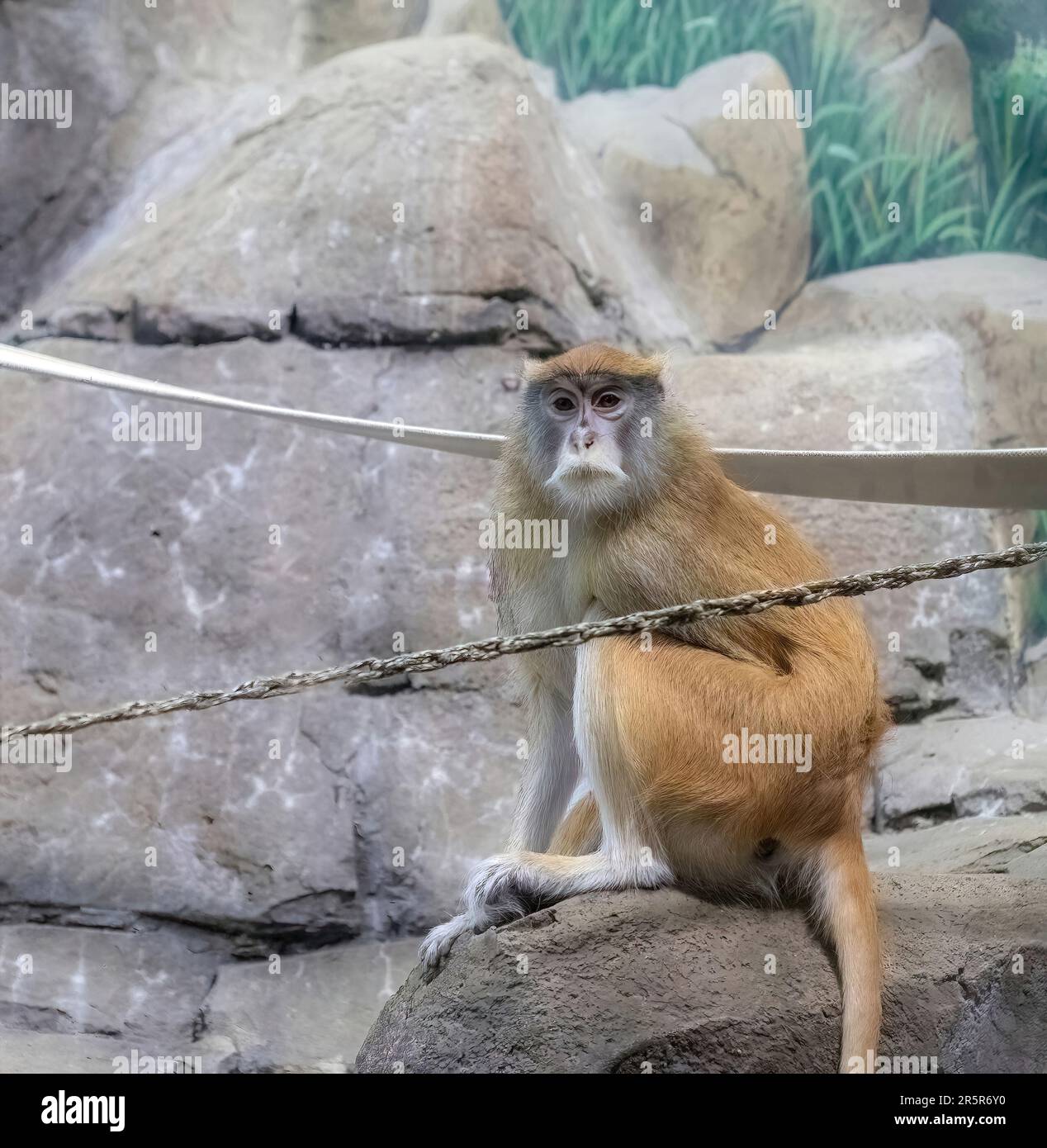Patas monkey sitting on a rock in his cage at Como Park Zoo and Conservatory in St. Paul ...