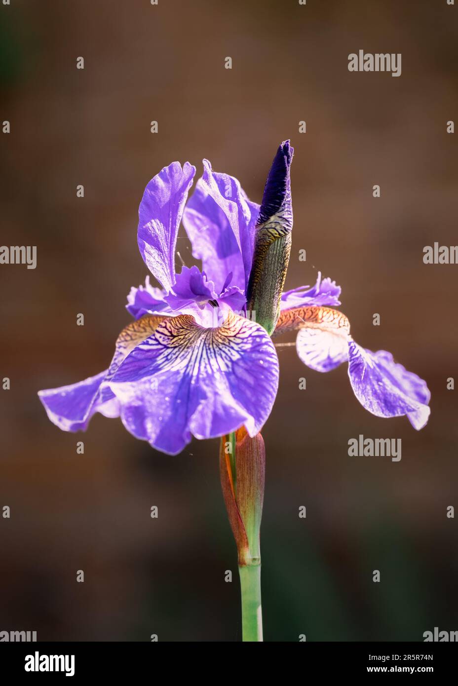 Purple bearded Iris in the flower borders of Rousham House gardens ...