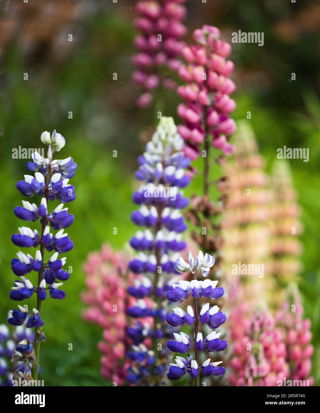 Galllery Pink Lupins - Latin: Lupinus A border of 'Gallery Pink' Lupins ...