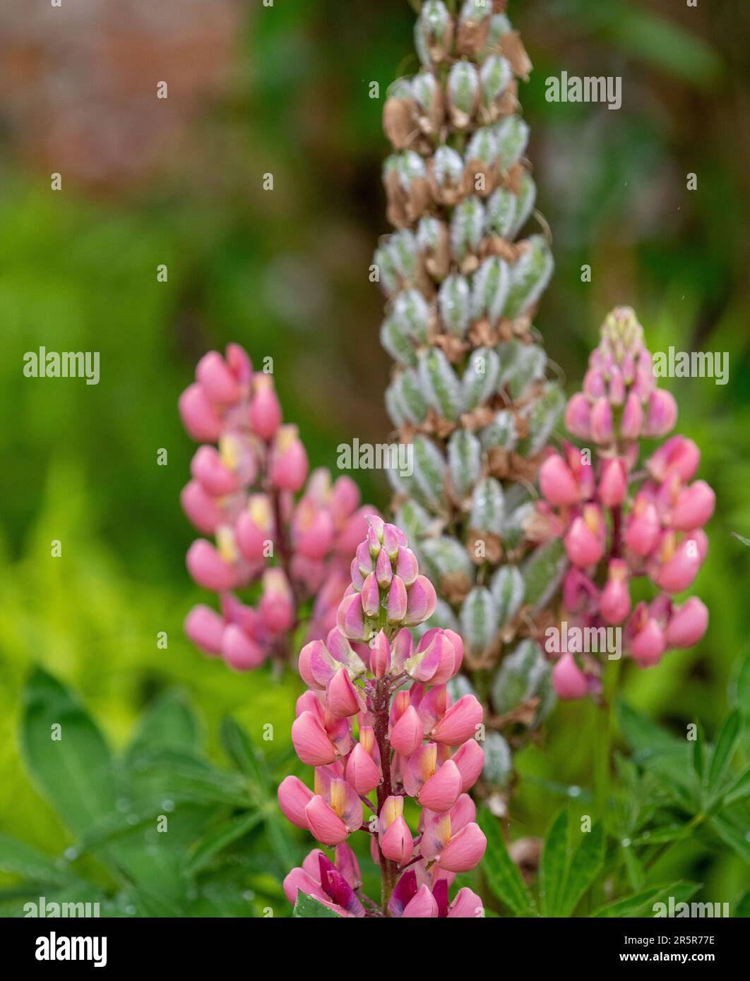 Galllery Pink Lupins - Latin: Lupinus A border of 'Gallery Pink' Lupins ...