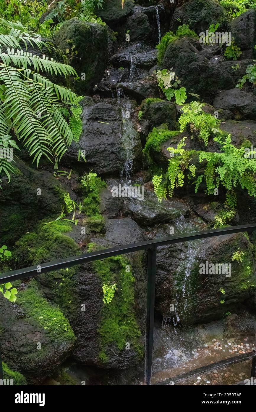 Waterfall over rocks surrounded by green fern plants wishing well with ...