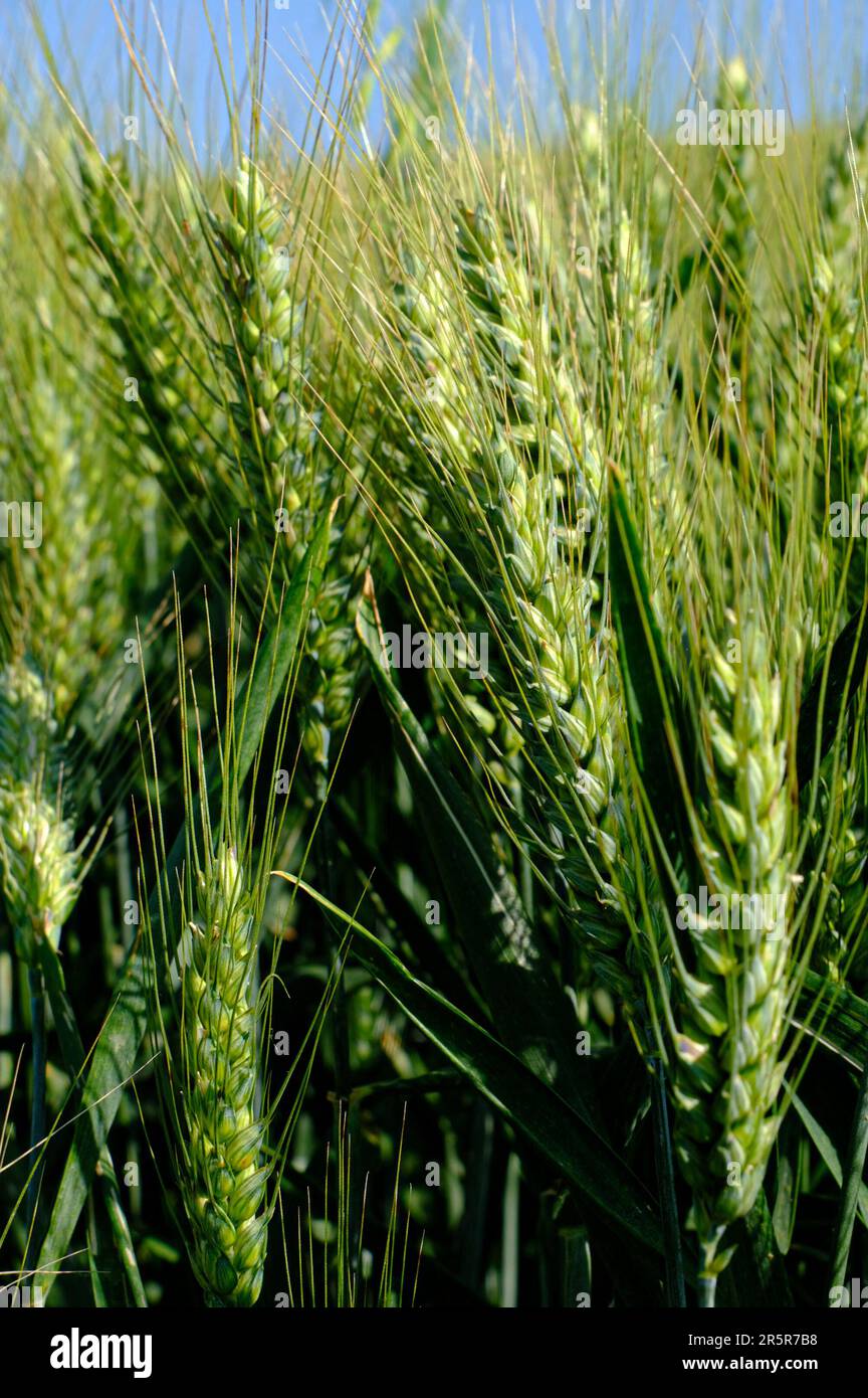 France. 05th June, 2023. Droughts, floods and heat waves threaten ...