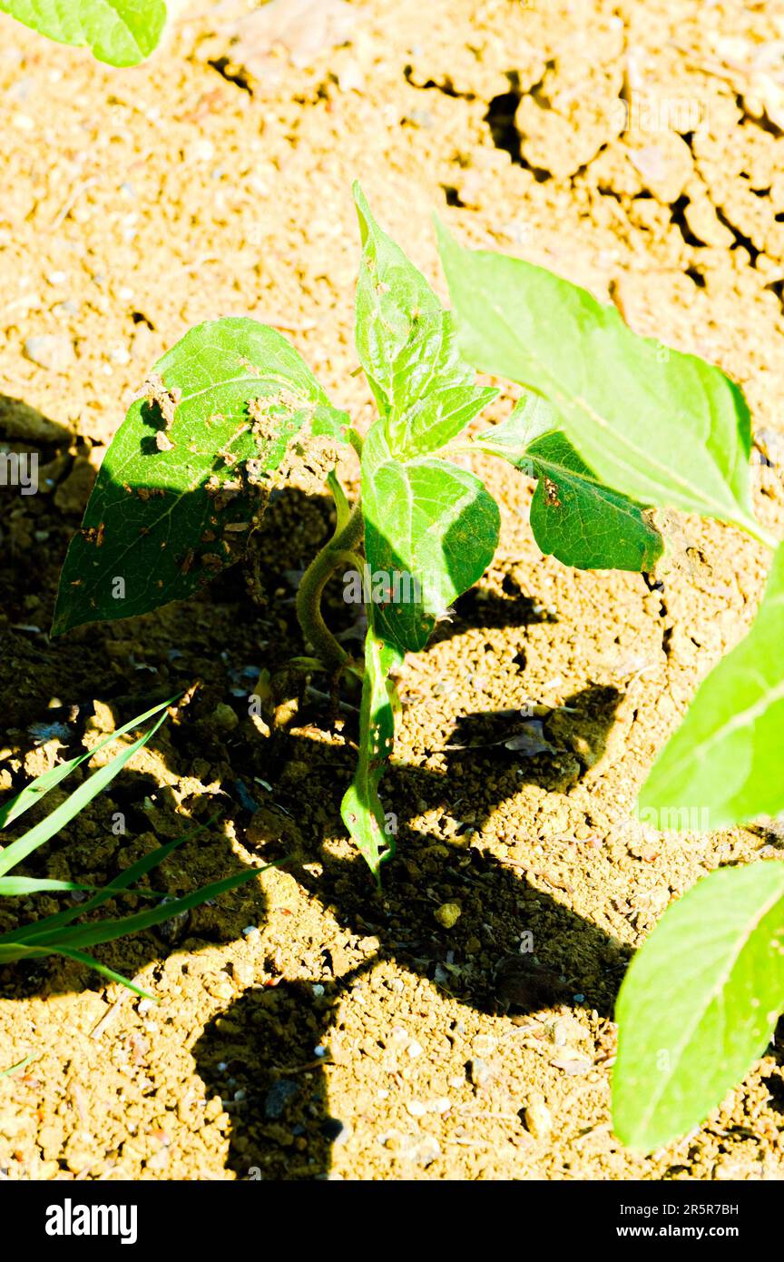 France. 05th June, 2023. Droughts, floods and heat waves threaten ...