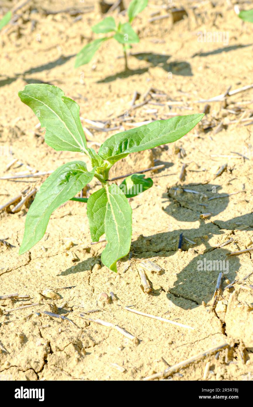 France. 05th June, 2023. Droughts, floods and heat waves threaten ...