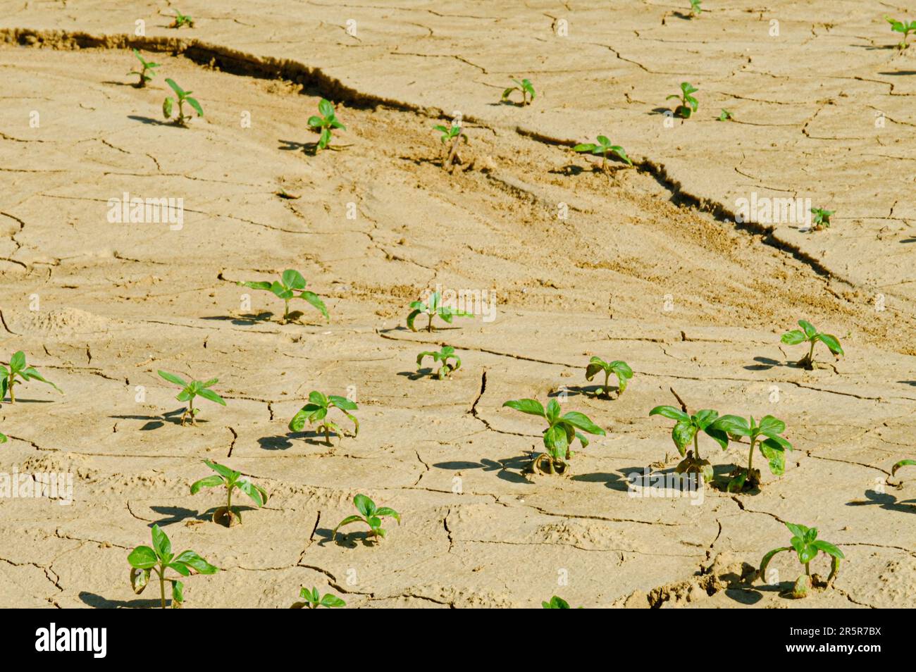 France. 05th June, 2023. Droughts, floods and heat waves threaten ...