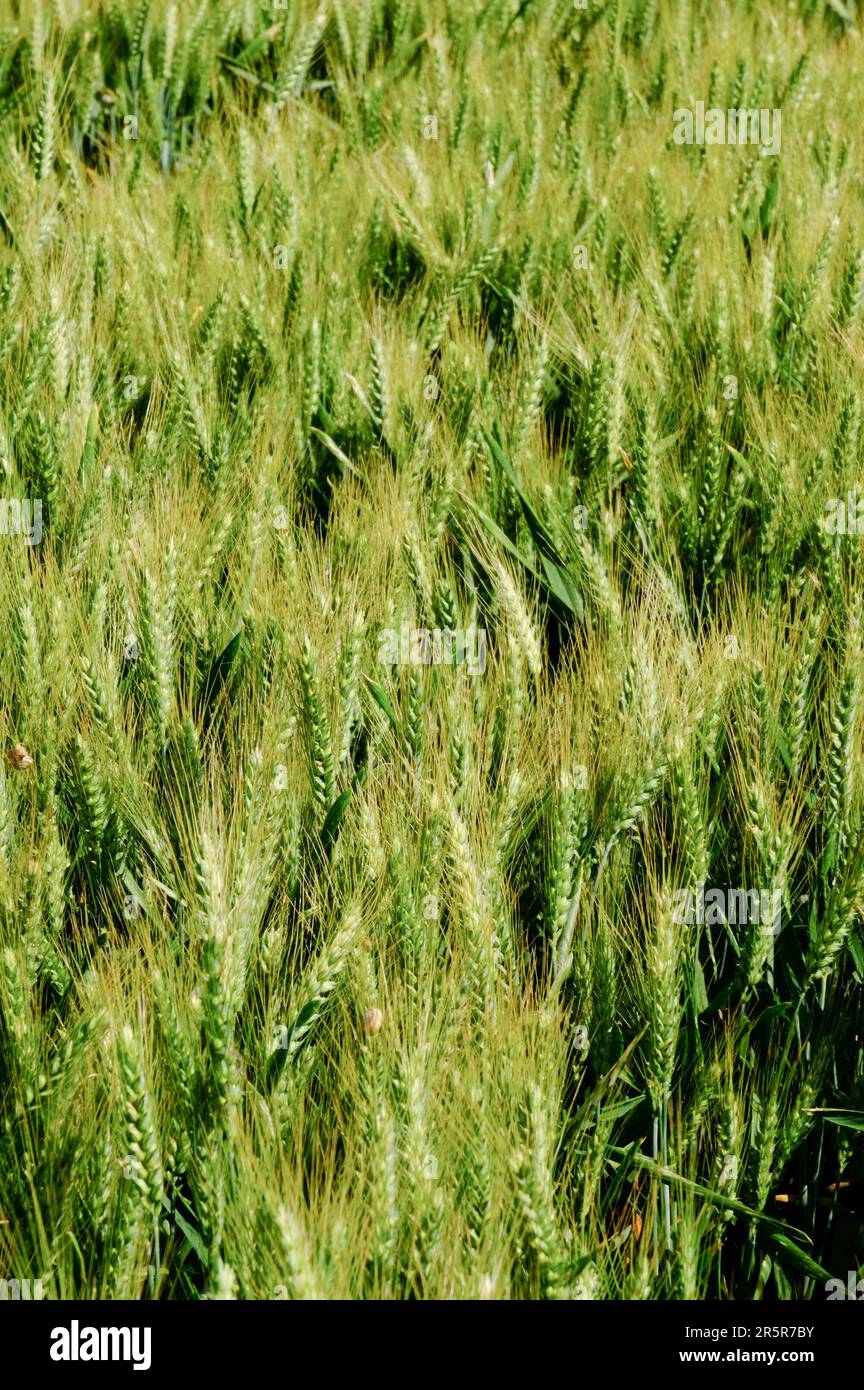 France. 05th June, 2023. Droughts, floods and heat waves threaten ...