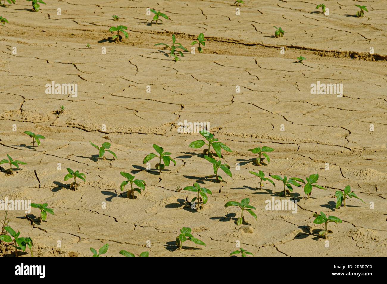 France. 05th June, 2023. Droughts, floods and heat waves threaten ...
