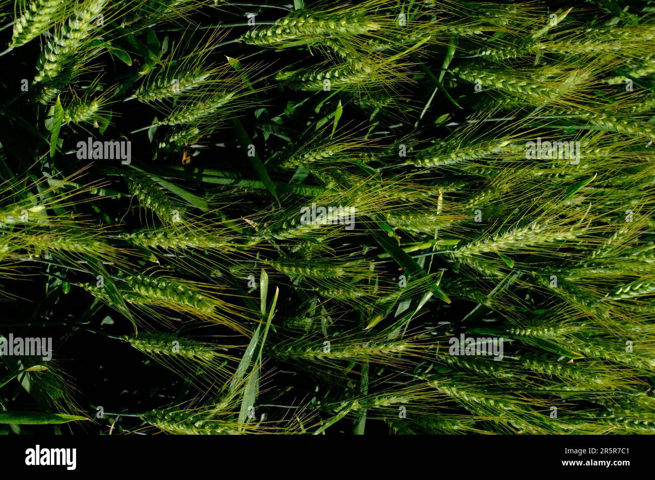 France. 05th June, 2023. Droughts, floods and heat waves threaten ...