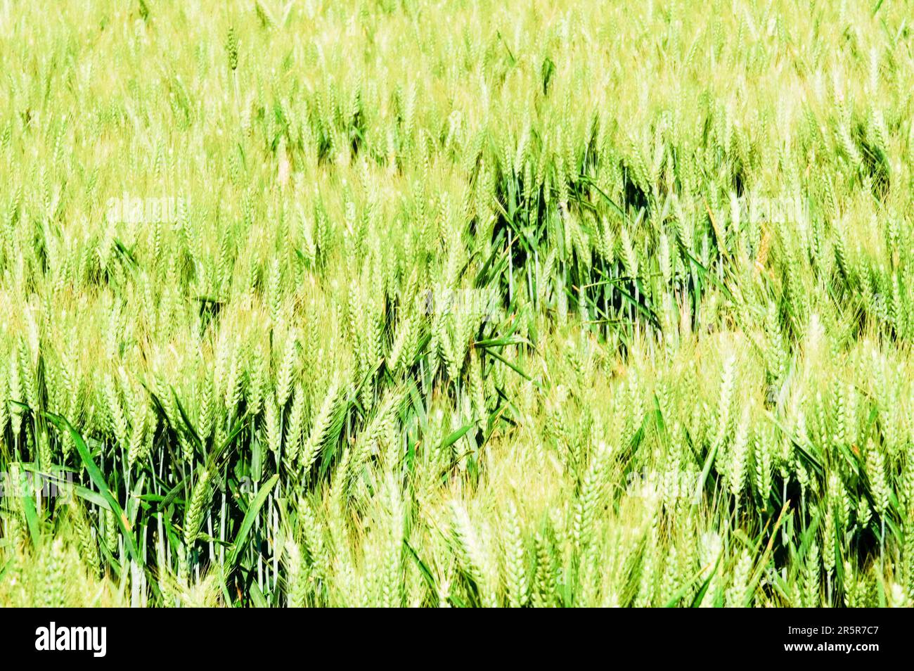 France. 05th June, 2023. Droughts, floods and heat waves threaten ...