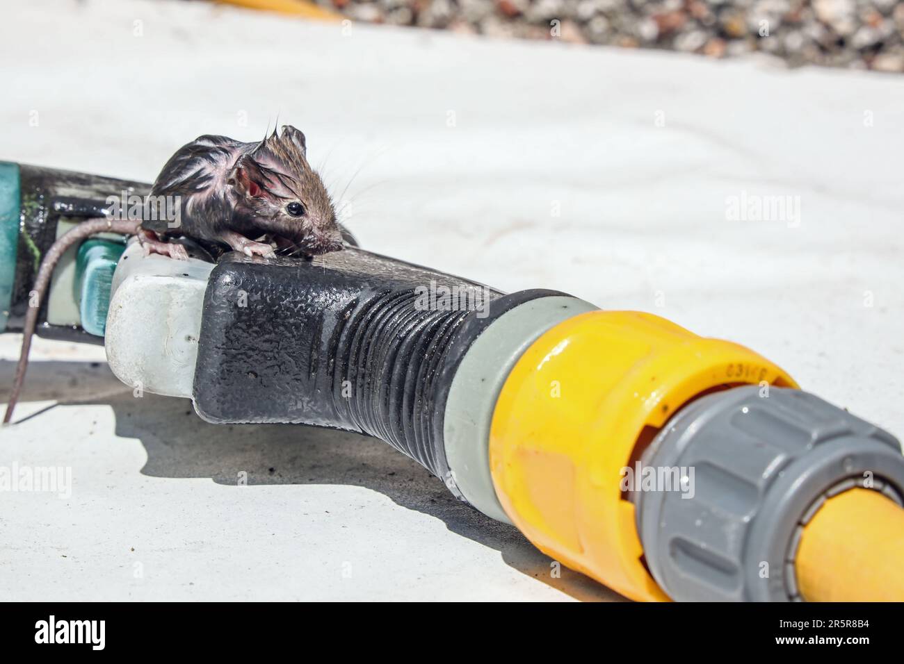 A mouse saved from drowning dries in the sun in a garden Stock Photo ...