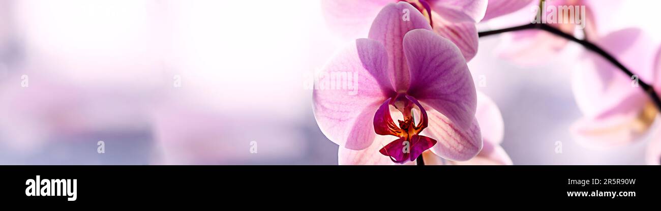 Universal banner 4x1 for websites, social networks and typography ...