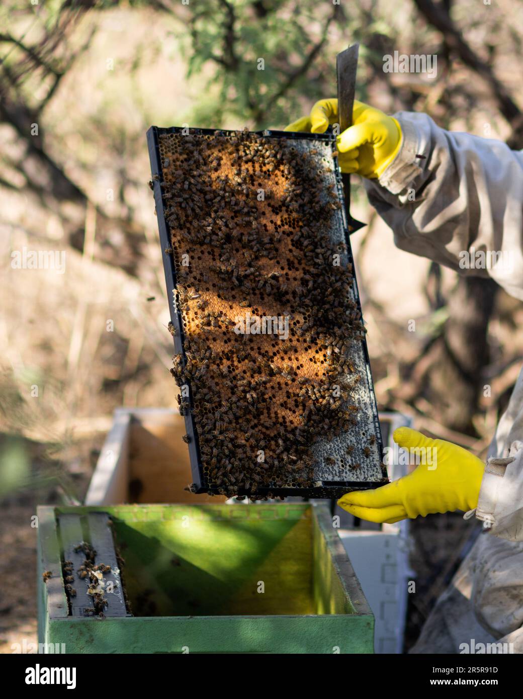 Cleaning bee hive hi-res stock photography and images - Alamy