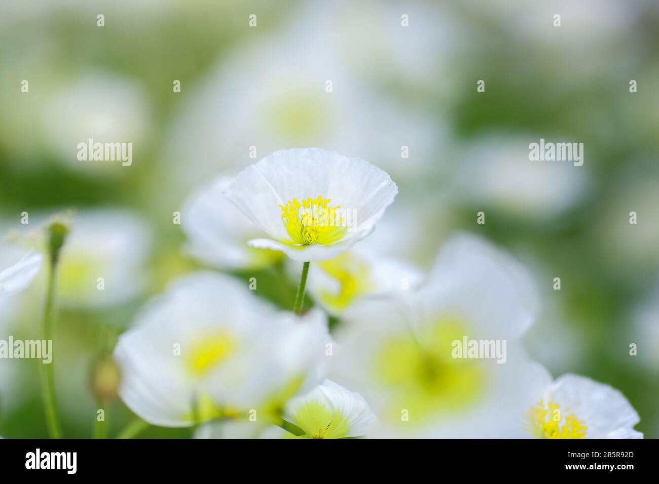 Anemone obtusiloba is a rare alpine plant native to the mountainous ...