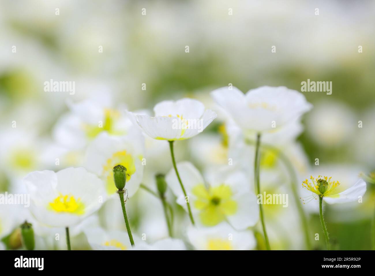 Anemone obtusiloba is a rare alpine plant native to the mountainous ...