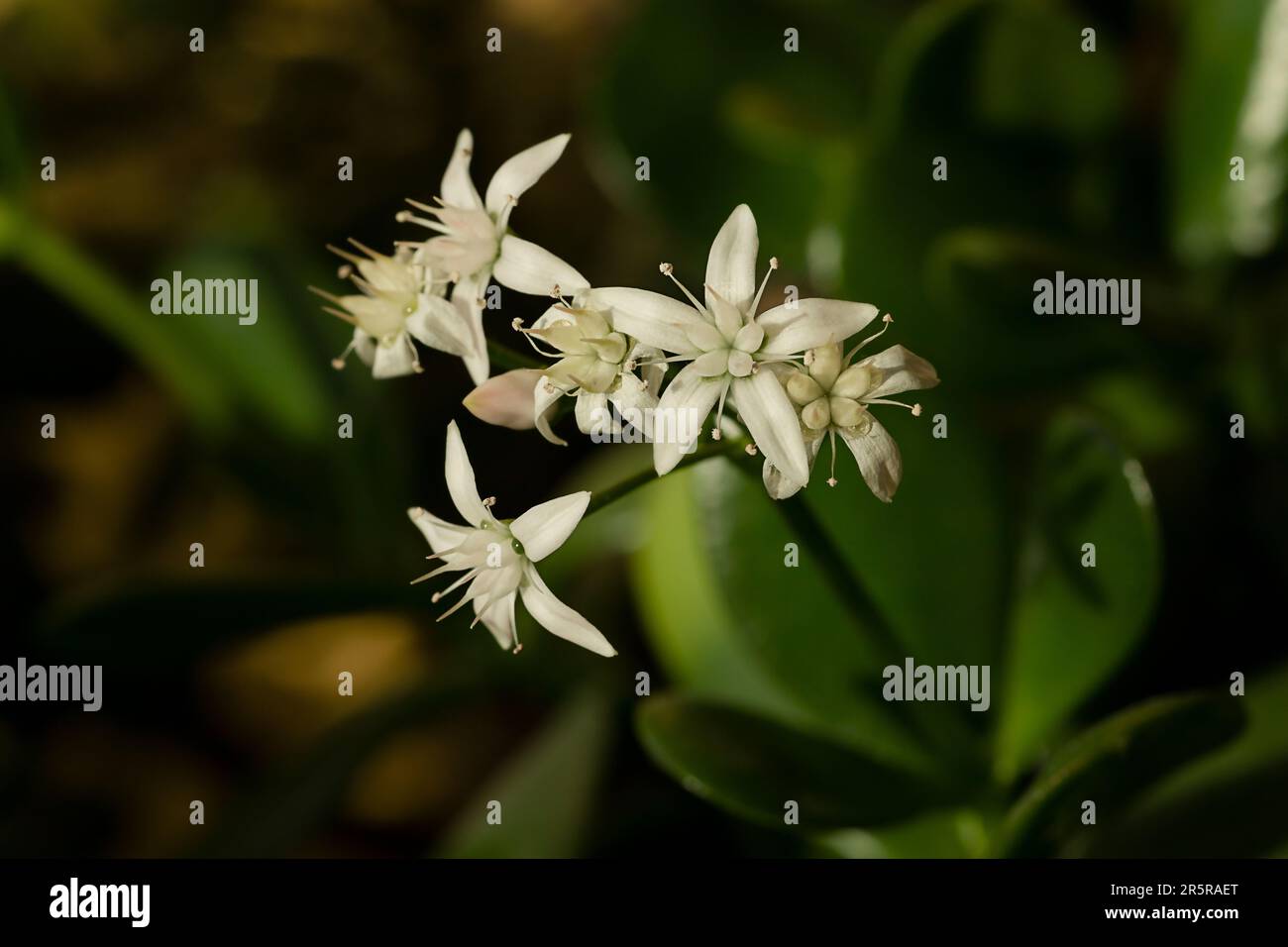 lushly blooming crassula in the room by the window Stock Photo - Alamy