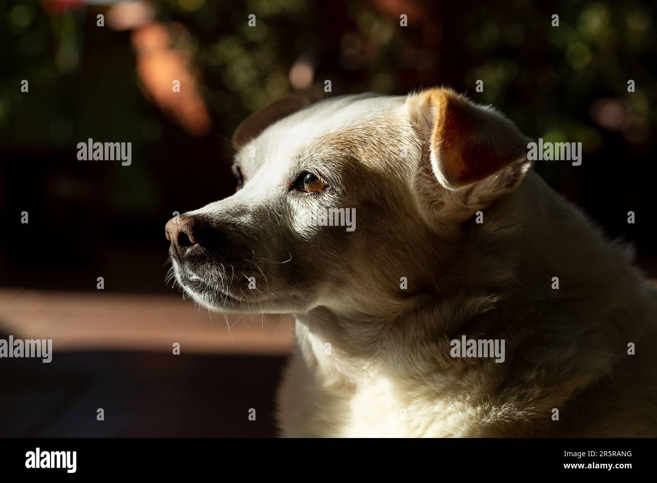 the noble dog thinks of wisdom and greatness Stock Photo - Alamy