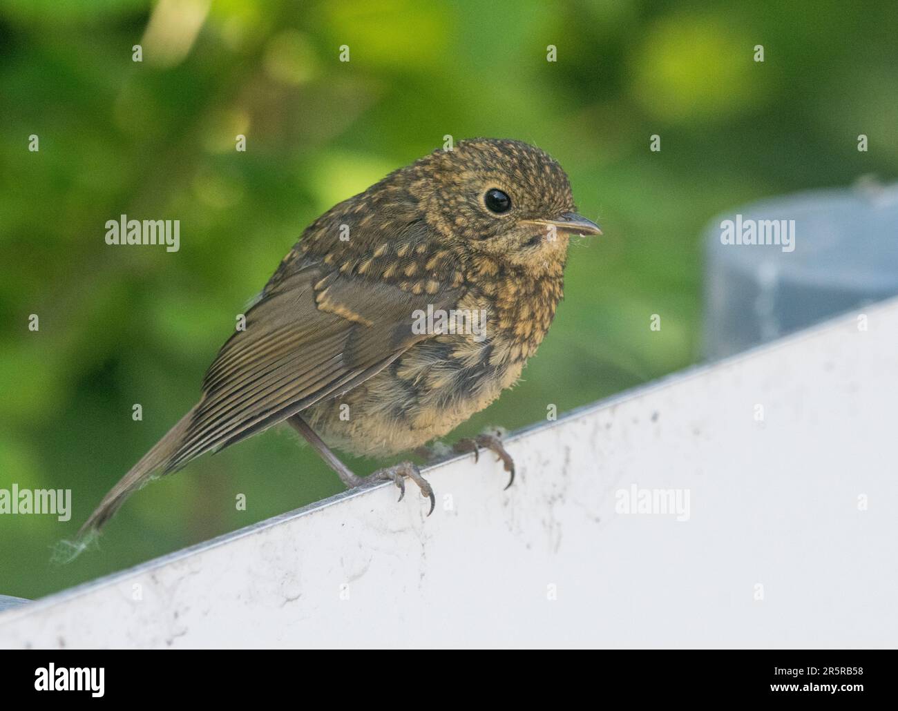 Juvenile robin hi-res stock photography and images - Alamy