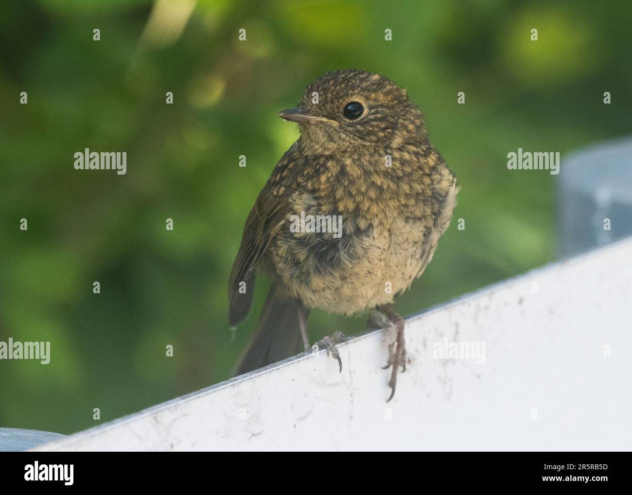 Juvenile robin hi-res stock photography and images - Alamy