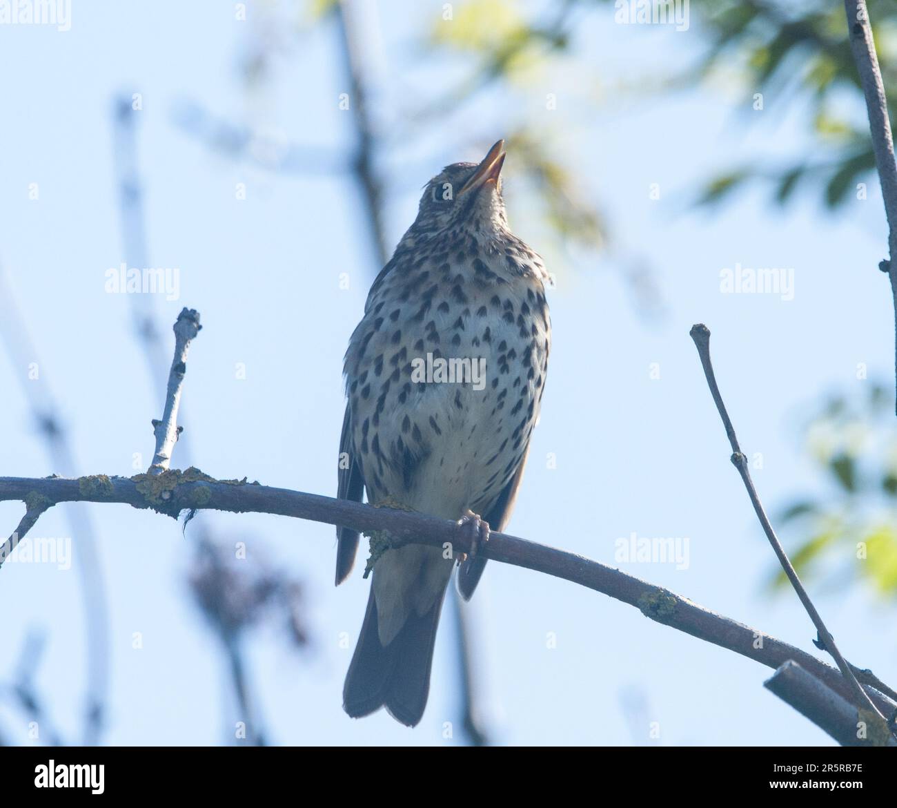 Song thrush uk singing hi-res stock photography and images - Alamy