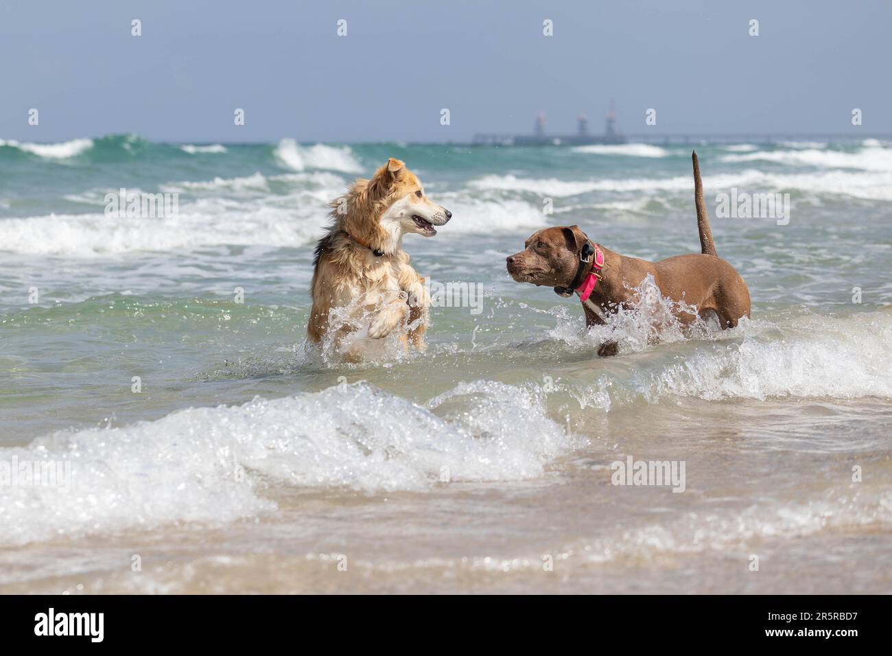 Dogs play together on the beach Stock Photo - Alamy