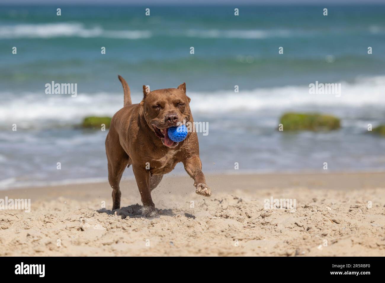 Wild dogs playing on beach hi-res stock photography and images - Alamy