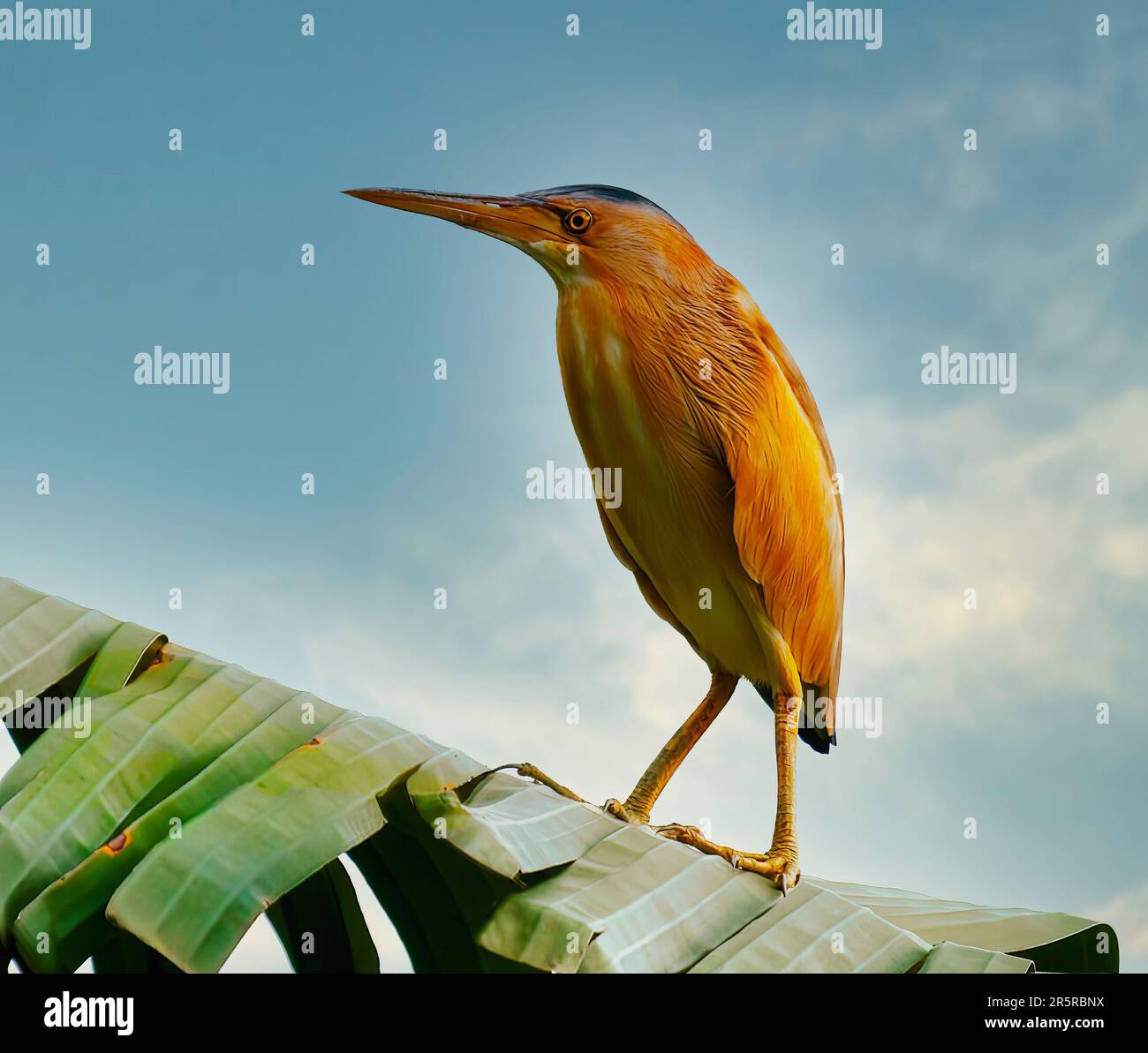Bittern beak eyes hi-res stock photography and images - Alamy