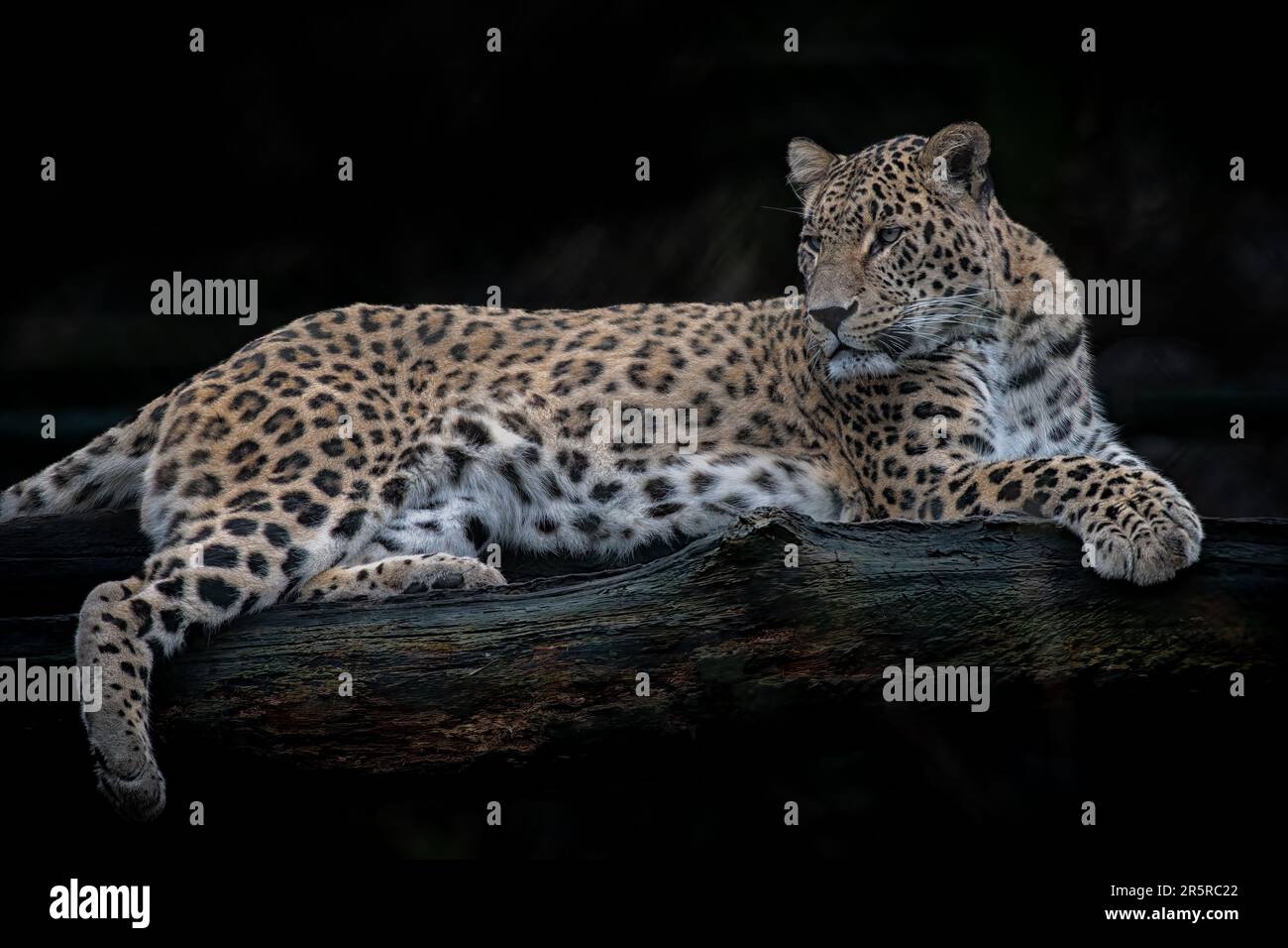 A majestic leopard resting on a log in the deep of night, illuminated ...
