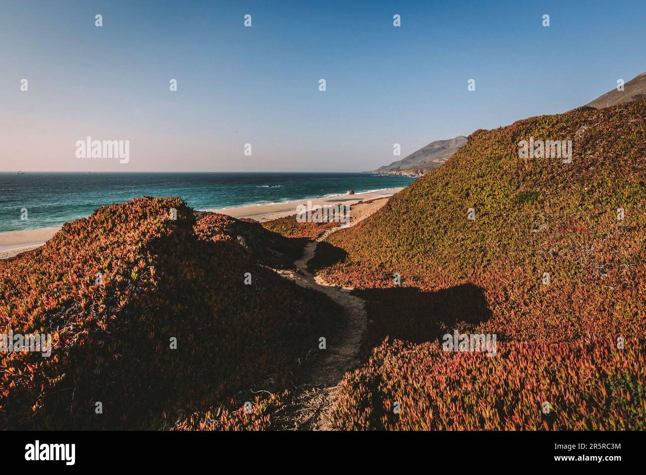Foot path carving through the invasive species ice plant (Carpobrotus ...