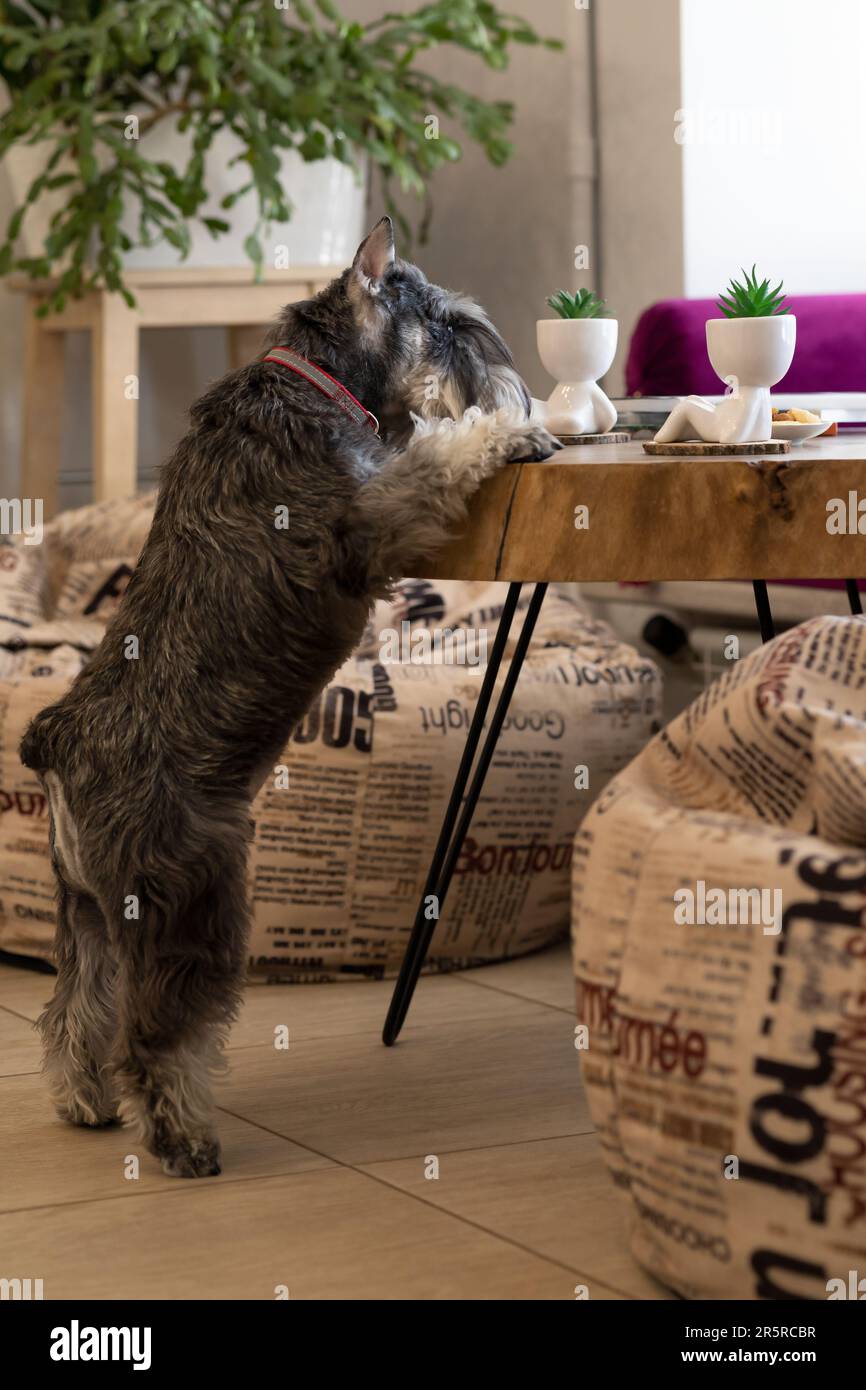 Dog table animal head hi-res stock photography and images - Alamy