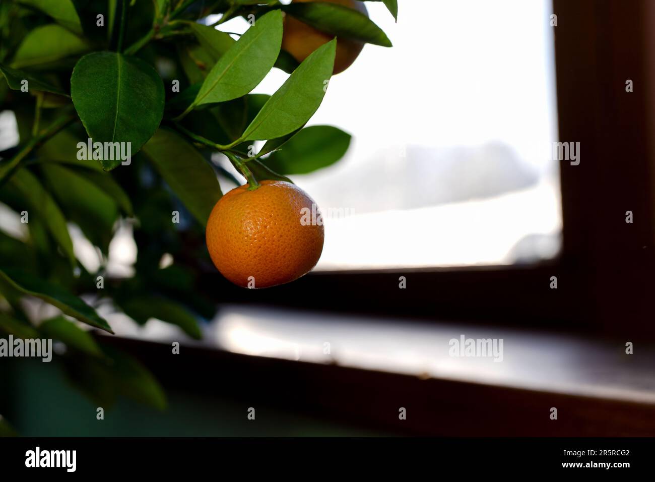 Mandarin on branch hi-res stock photography and images - Alamy