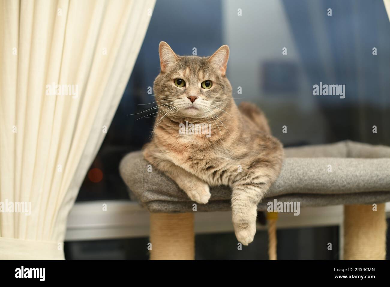 Tortoiseshell tabby cat hi-res stock photography and images - Alamy