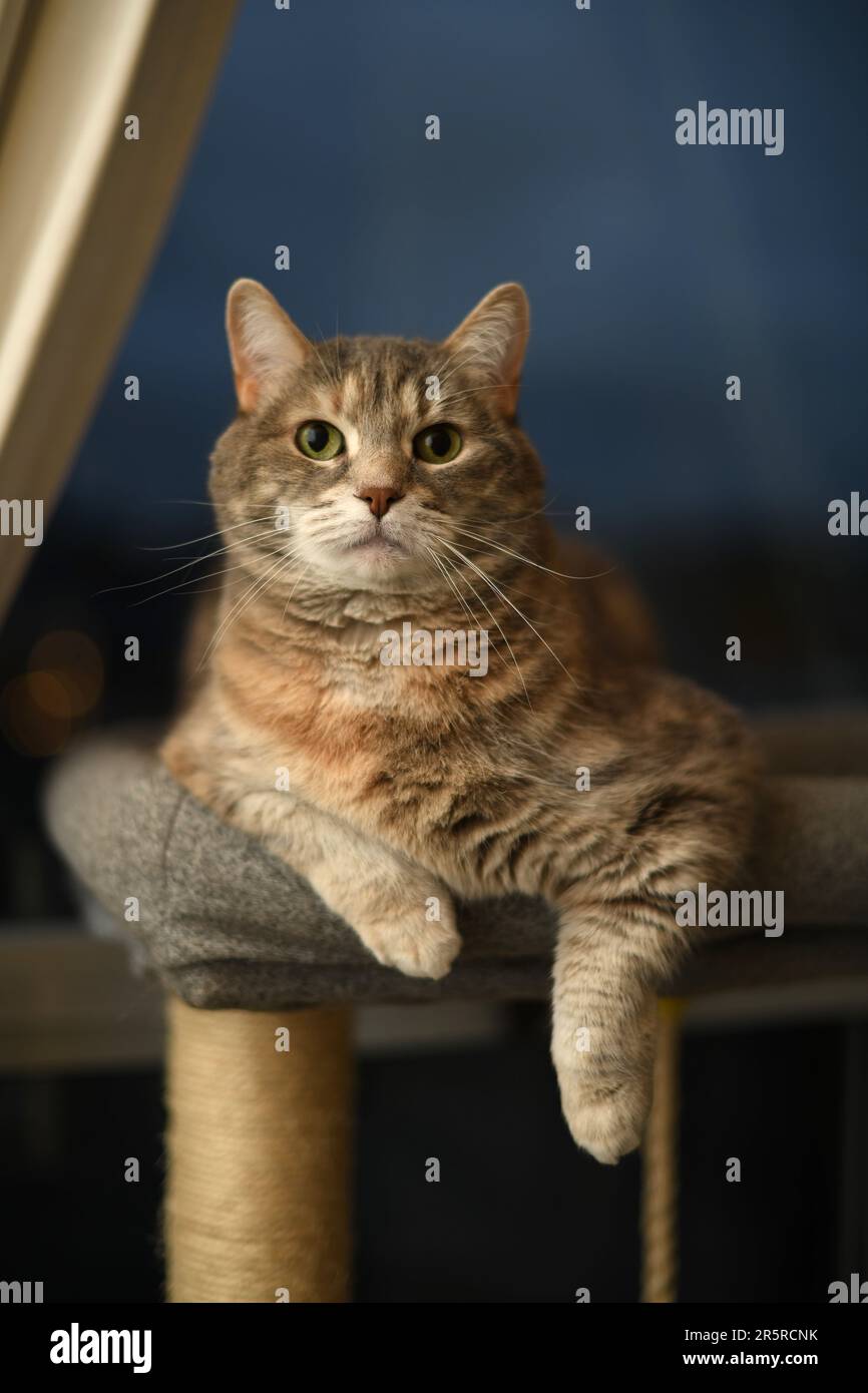 Domestic shorthair tortoiseshell cat hi-res stock photography and ...